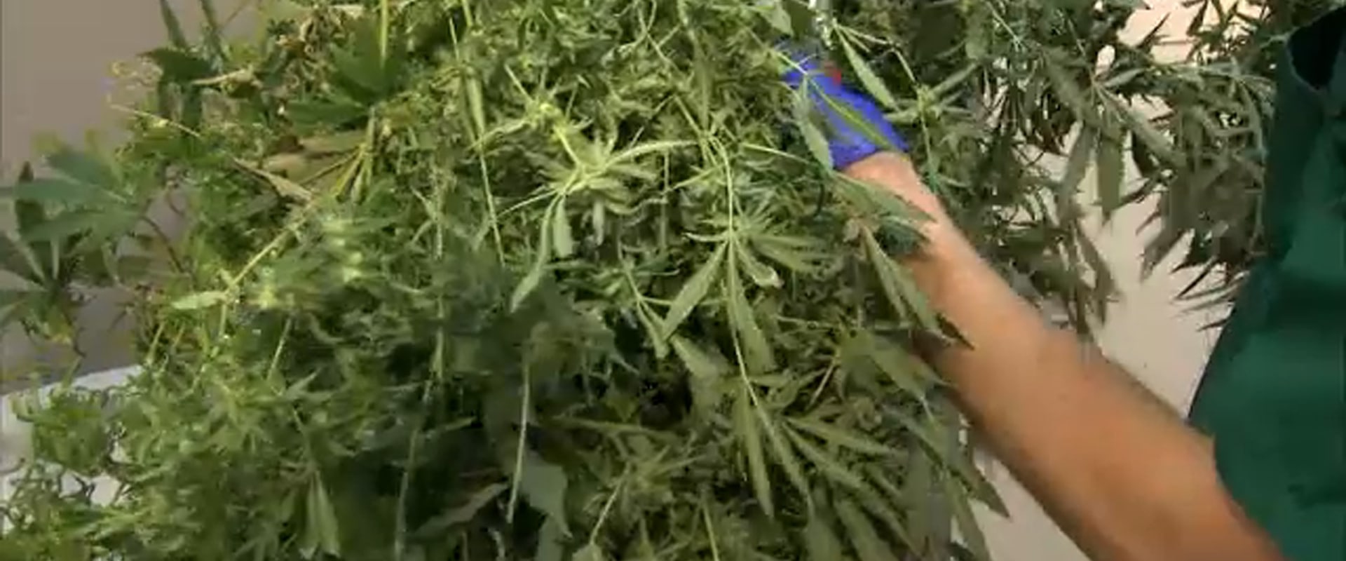 Who is the Biggest Cannabis Company in the World?